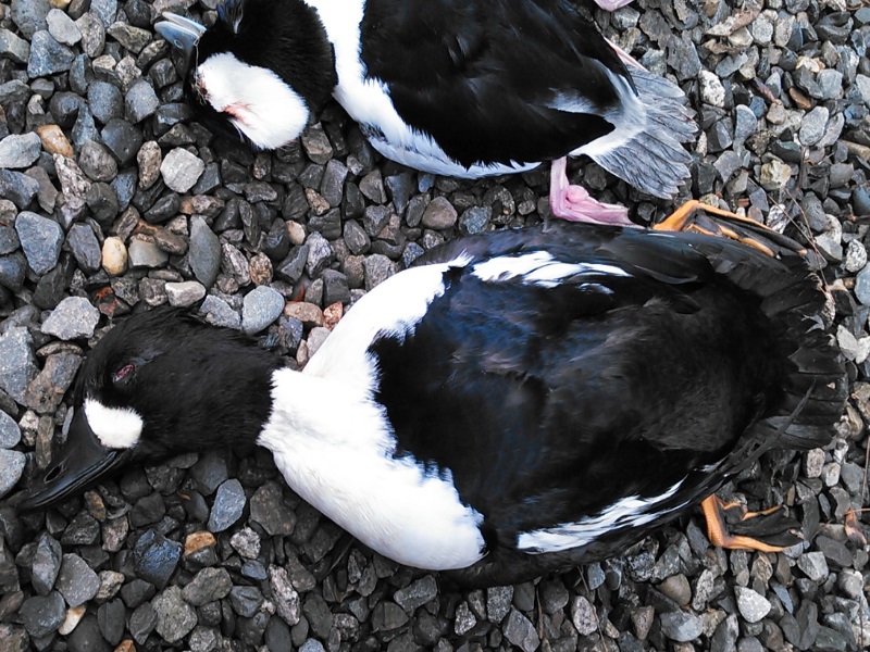 Hybrid Goldeneye drake | Peninsula Sportsman